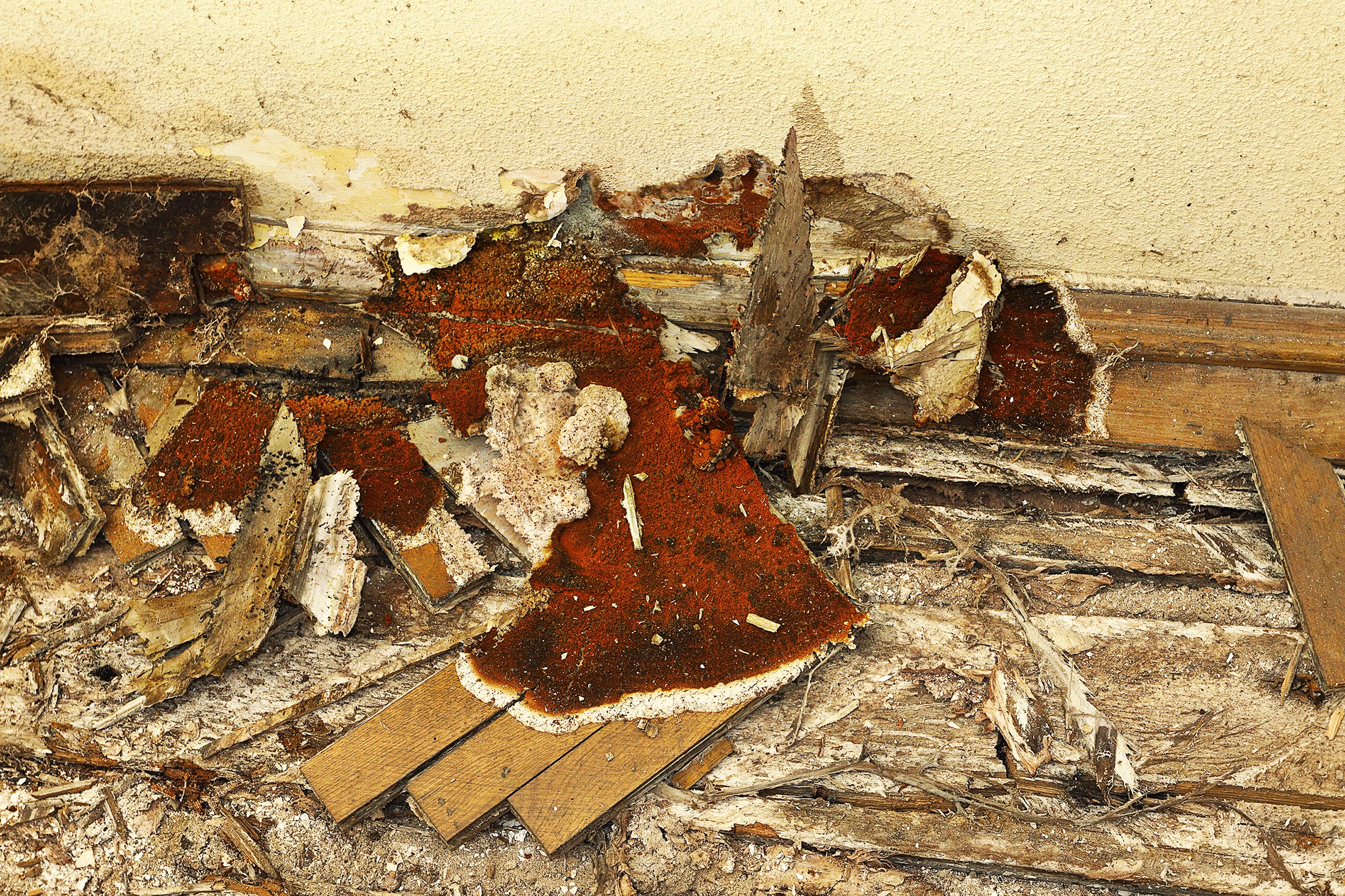 Dry Rot vs Wet Rot in Timber Explained | Wise blog