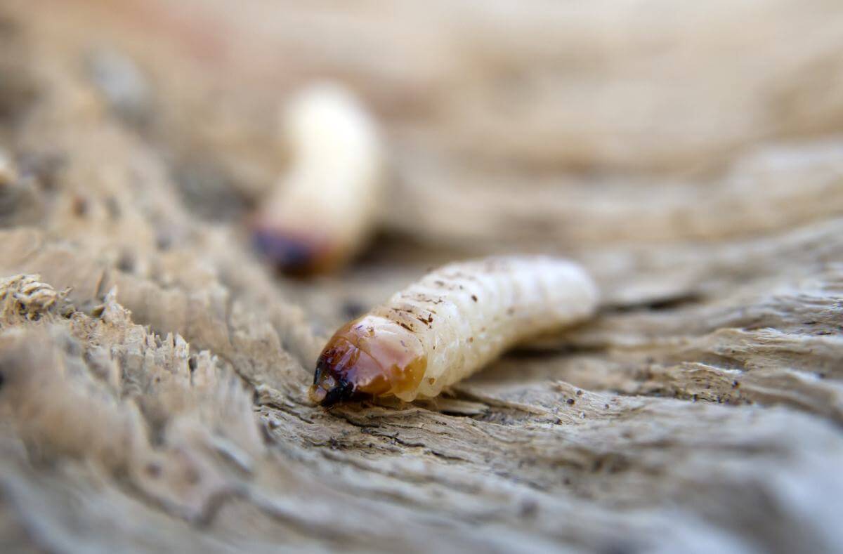 Woodworm in Furniture: Treat & Prevent Infestation | Wise Propert Care